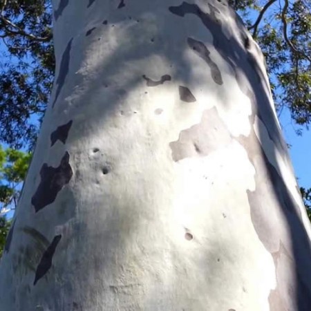 Spotted Gum Tree - Langleys Timber