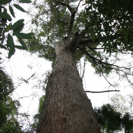 Tallowwood Tree - Langleys Timber